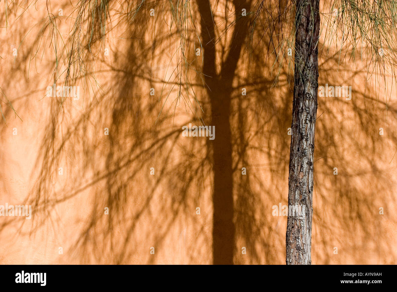 Tree and shadow on adobe wall Stock Photo - Alamy