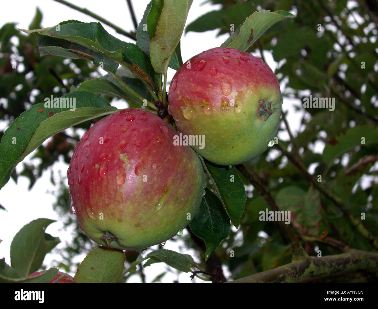 Apples growing on a tree in the garden Stock Photo - Alamy