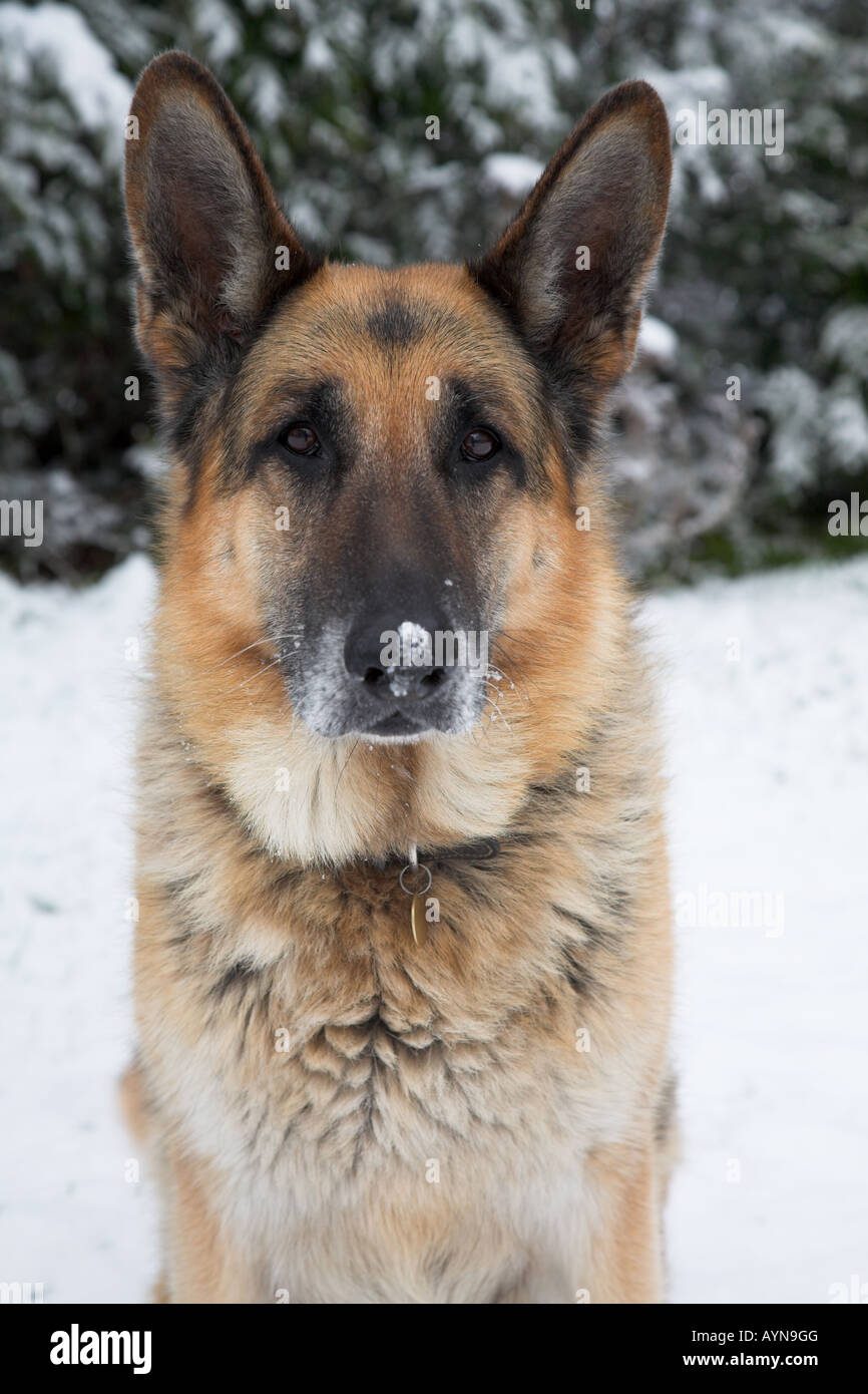 Monty the dog hi-res stock photography and images - Alamy