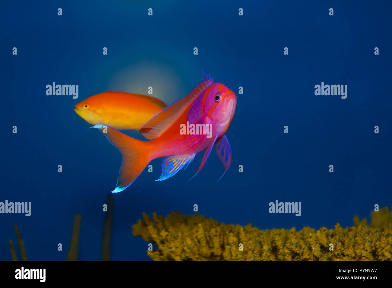 fish pink fishes exotic tank water aqurium underwater plants blue ...