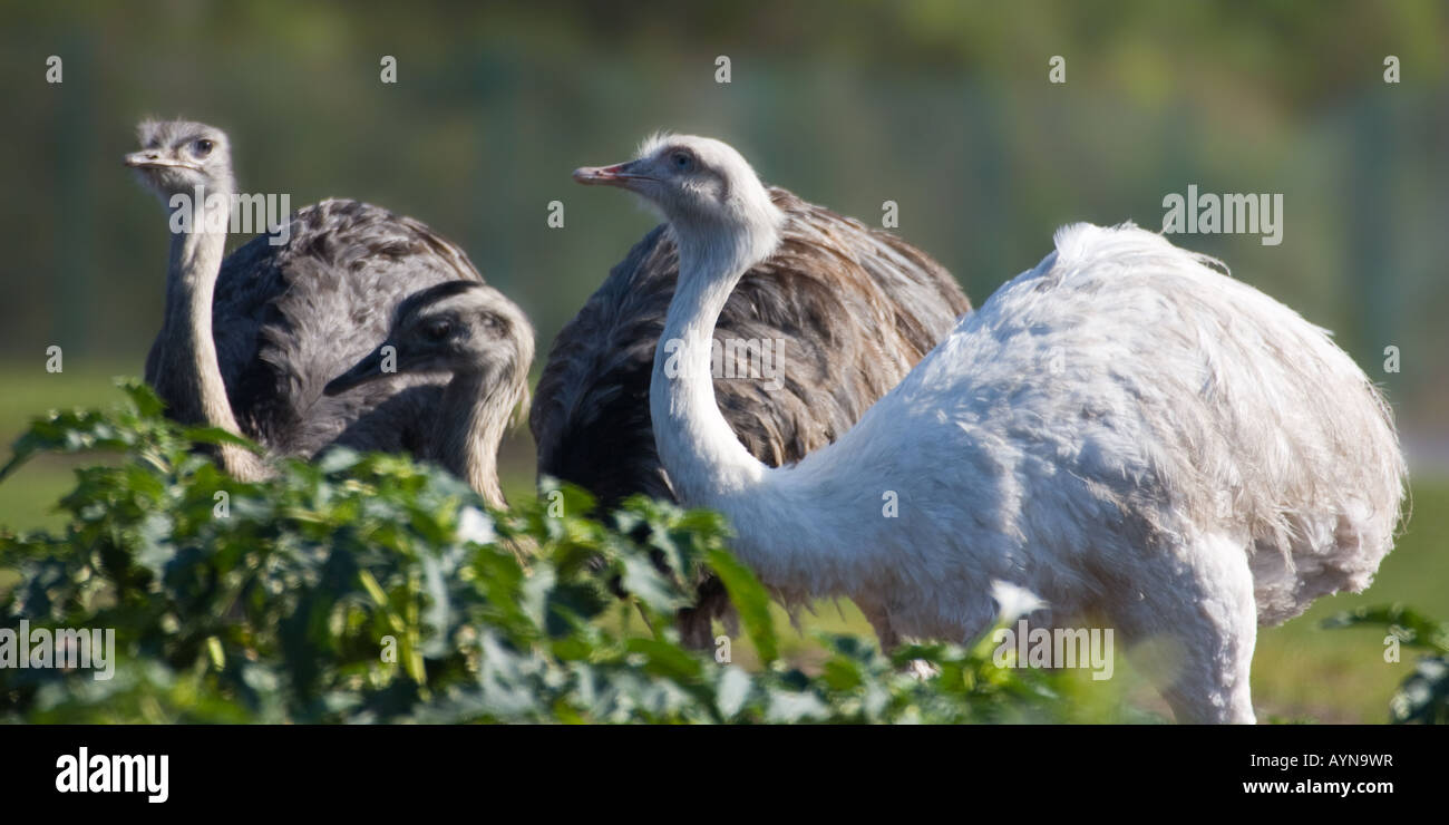 American rhea hi-res stock photography and images - Alamy