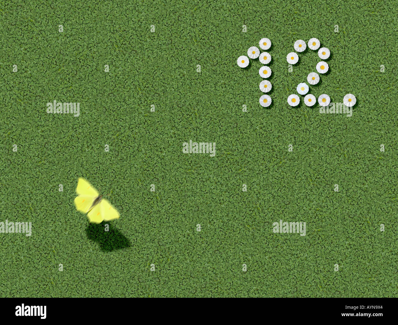 number written with daisies 12nd 12 nd Stock Photo - Alamy