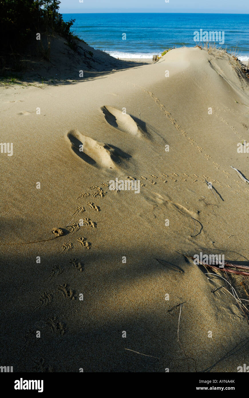 Animals footsteps hi-res stock photography and images - Alamy
