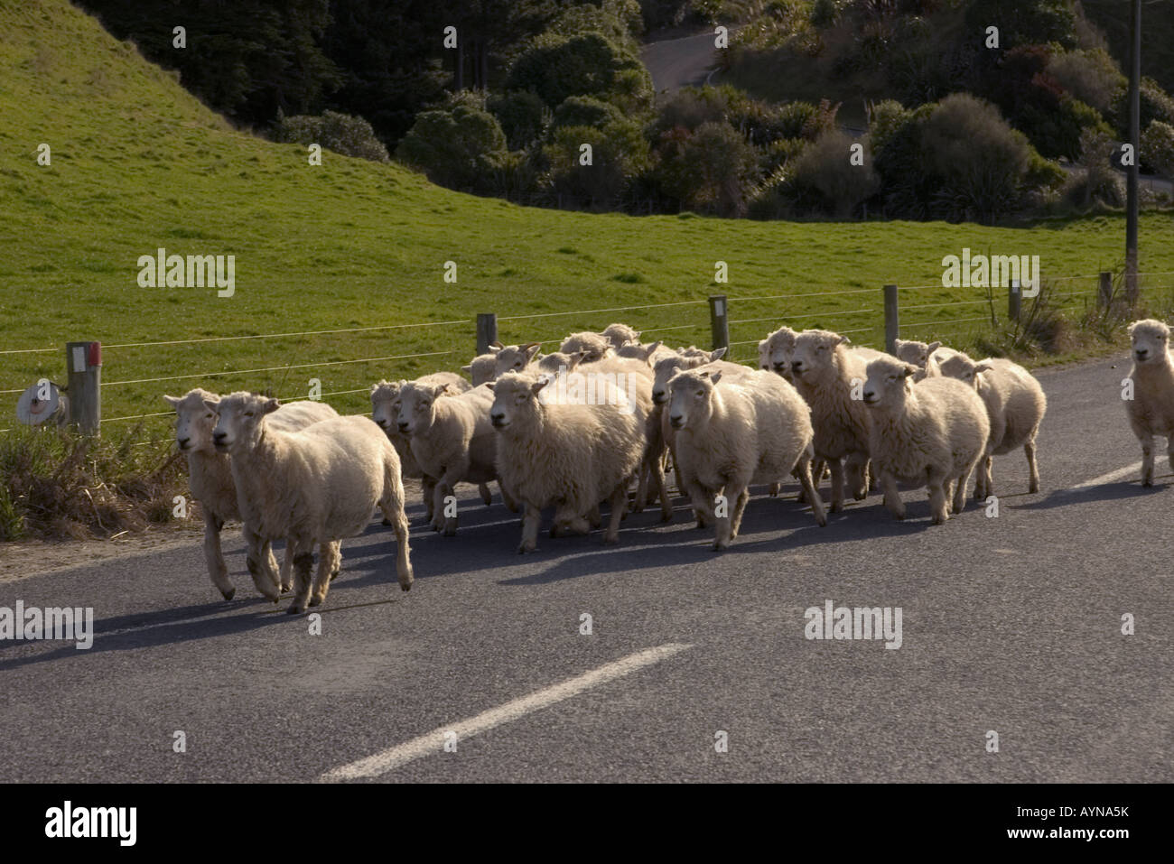 Herding sheep along a road hi-res stock photography and images - Alamy