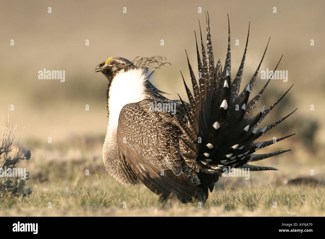 Courthship hi-res stock photography and images - Alamy