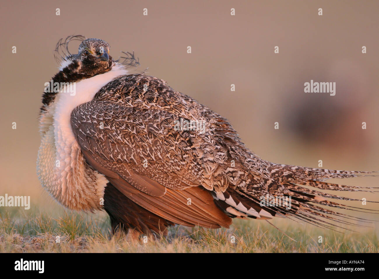 Rare species of grouse hi-res stock photography and images - Alamy