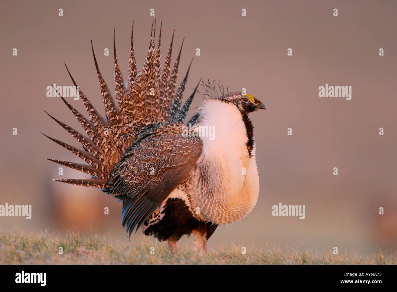 Rare species of grouse hi-res stock photography and images - Alamy