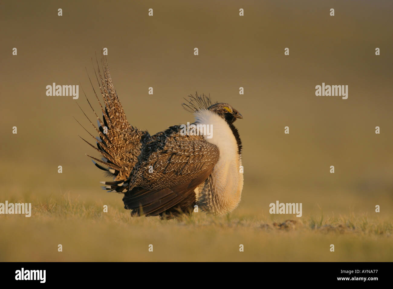 Rare Species Of Grouse High Resolution Stock Photography and Images - Alamy
