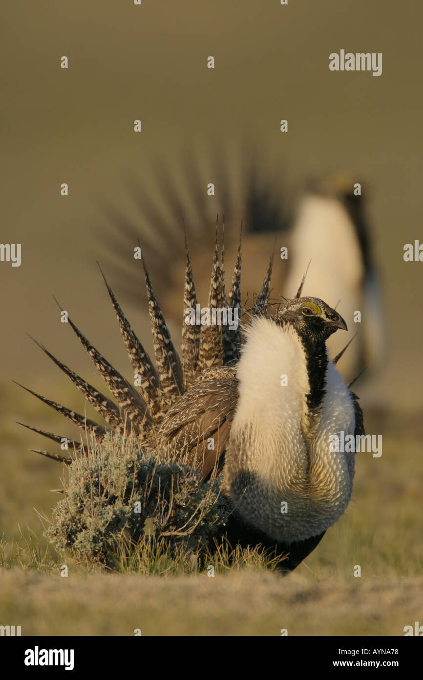 Rare Species Of Grouse High Resolution Stock Photography and Images - Alamy