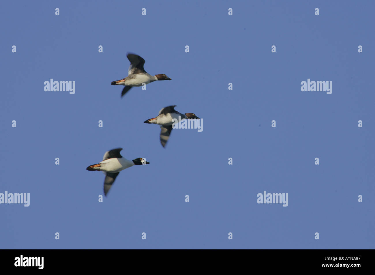 Barrow s goldeneye in flight Stock Photo - Alamy
