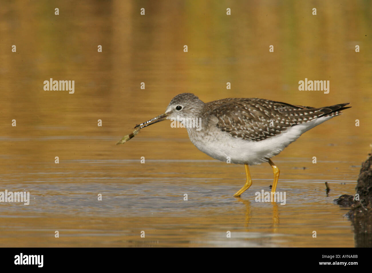 Lesser yellowlegs during fall migration Stock Photo - Alamy
