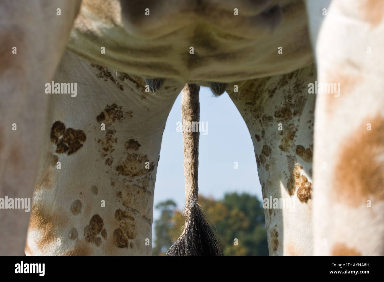 Belly of giraffe - Giraffa camelopardalis Stock Photo - Alamy