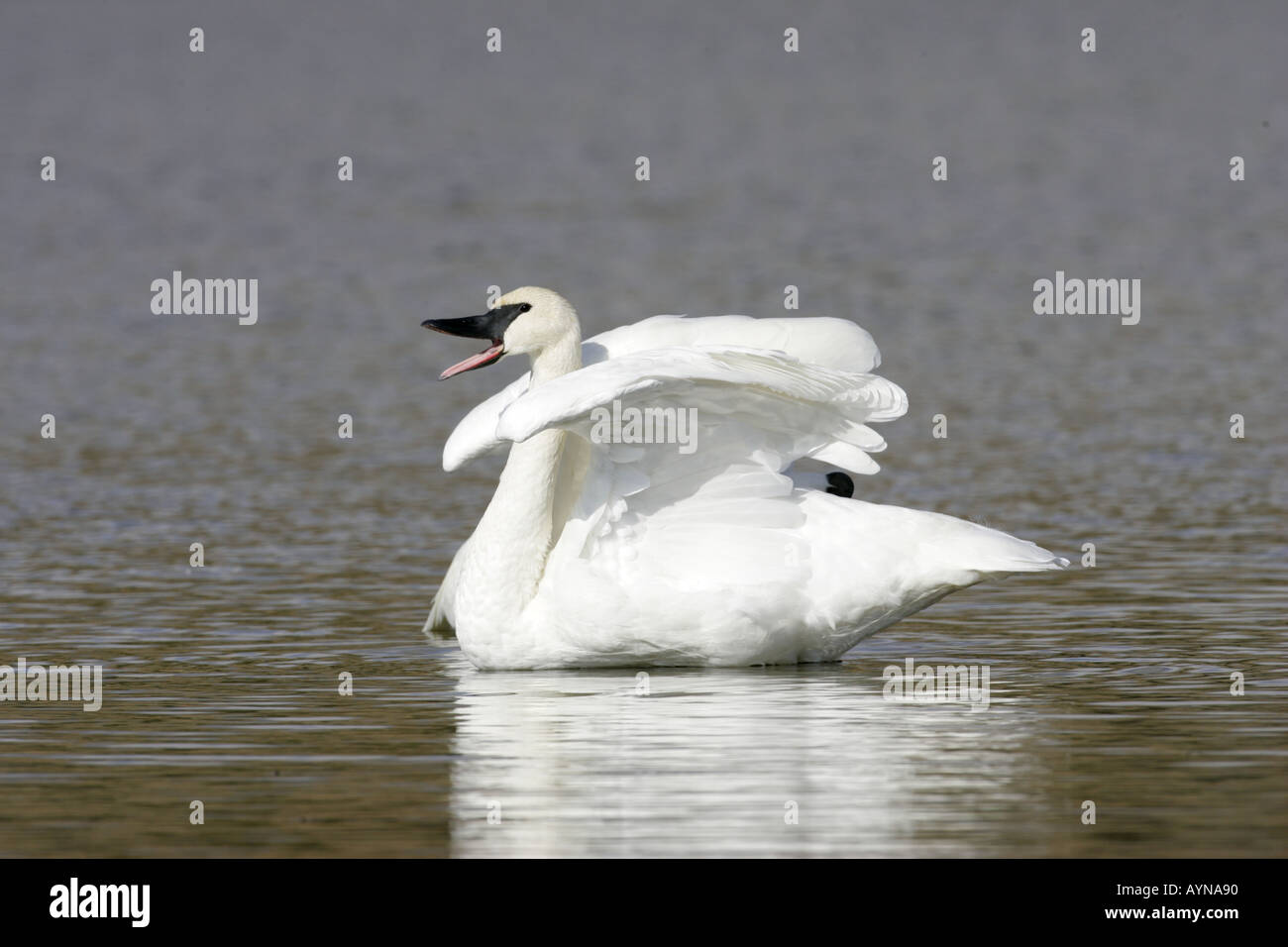 The threatened swan hi-res stock photography and images - Alamy
