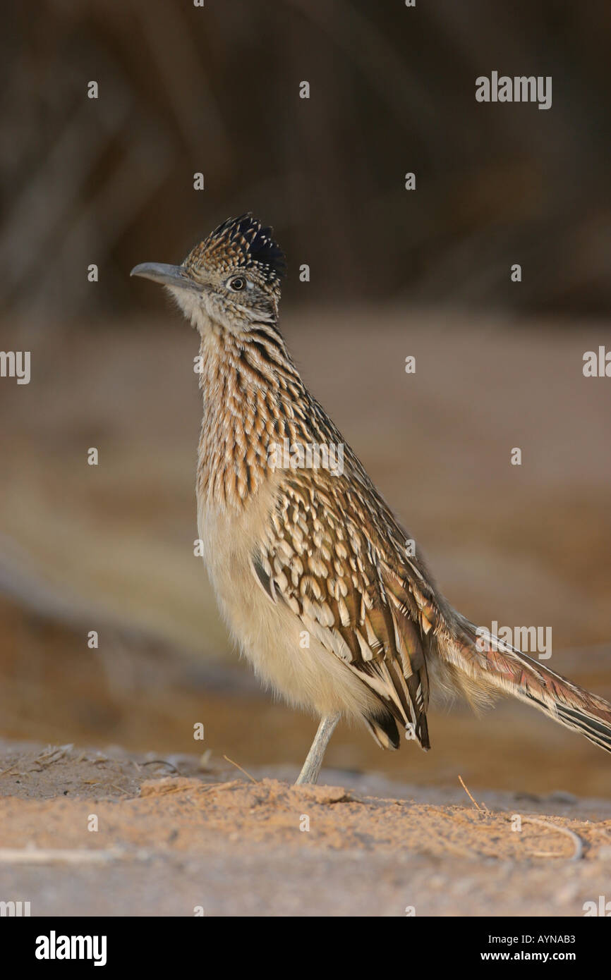 Roadrunner in Arizona Stock Photo - Alamy