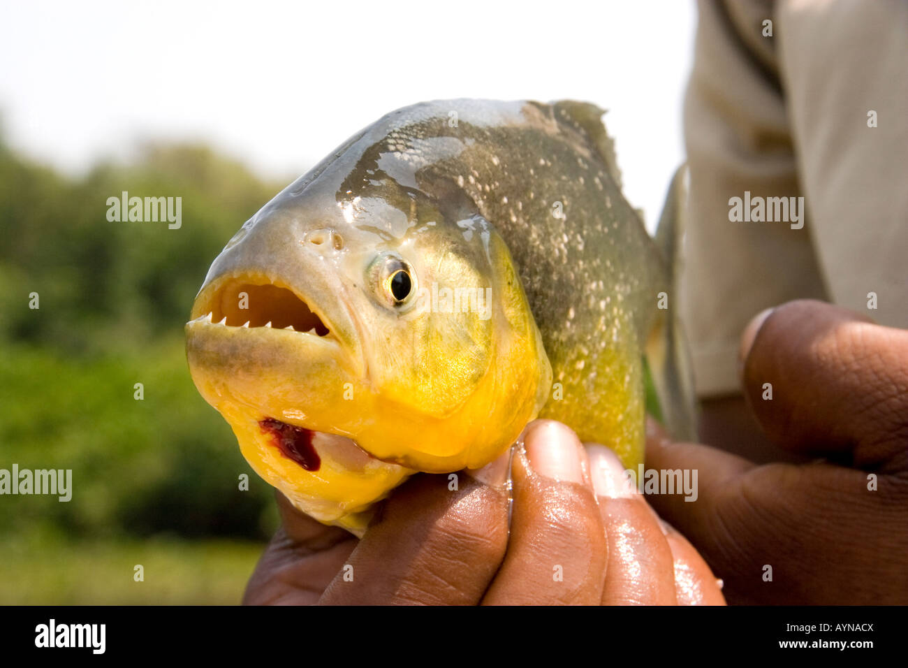 Piranha caught fishing with beef as bait in the northern Pantanal ...