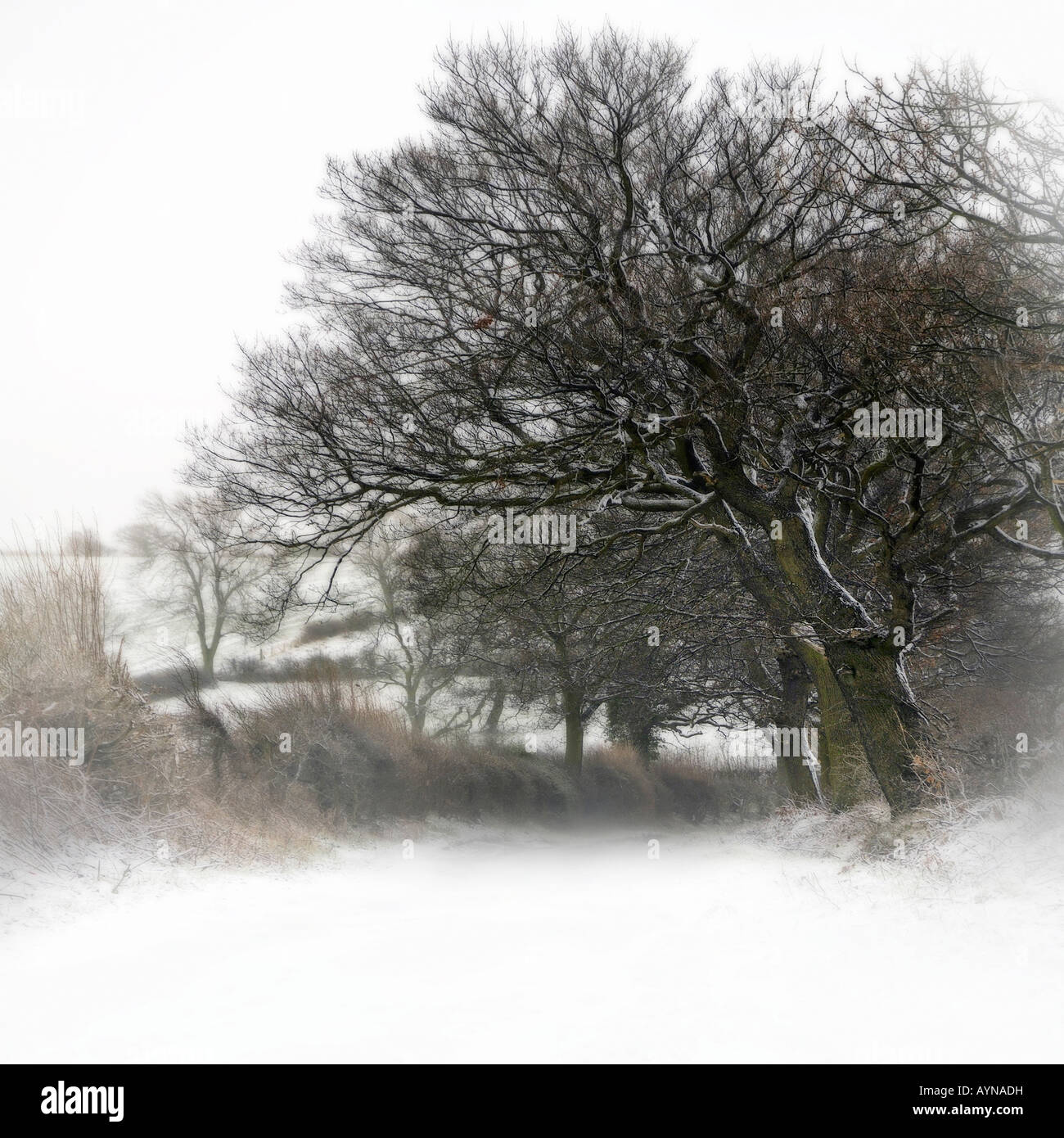 Snowy lane hi-res stock photography and images - Alamy