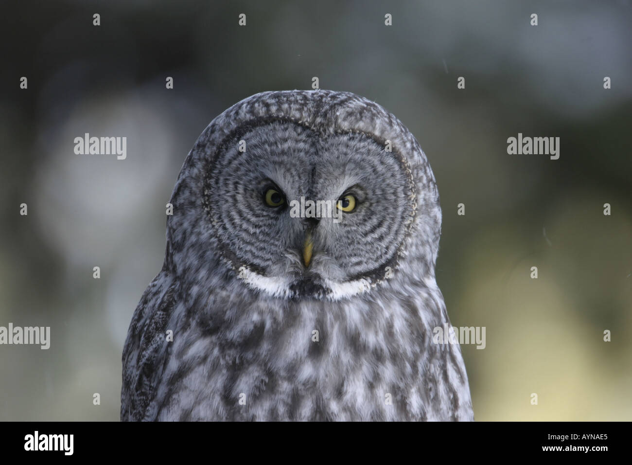 Great gray owl in snow Stock Photo - Alamy