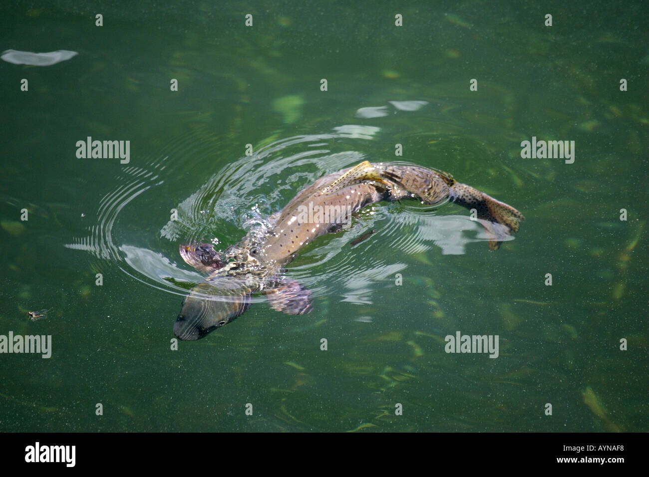 Rising Trout High Resolution Stock Photography and Images - Alamy