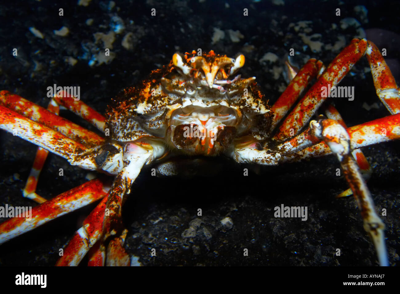 crab crabs big meat fish tank aquarium sea ocean underwater animal ...