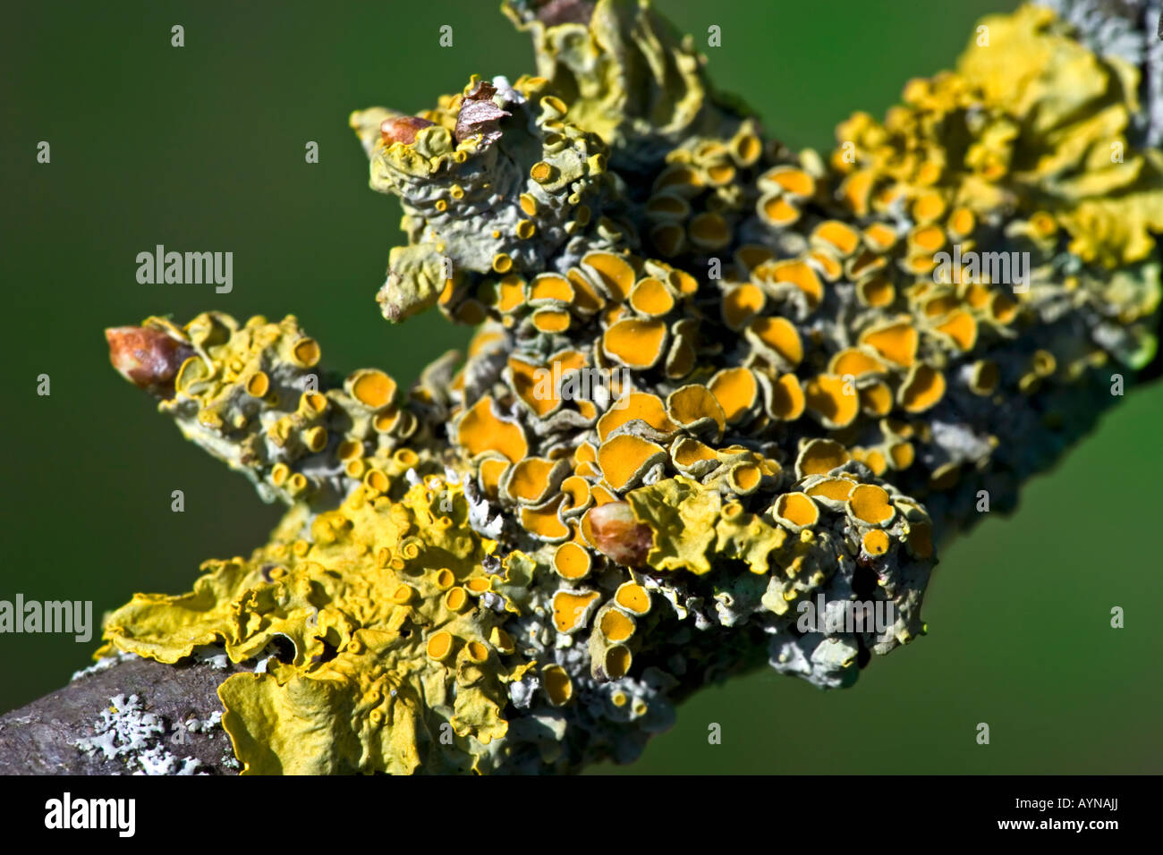 Xanthoria parietina, Common orange lichen on a hawthorn tree Stock ...