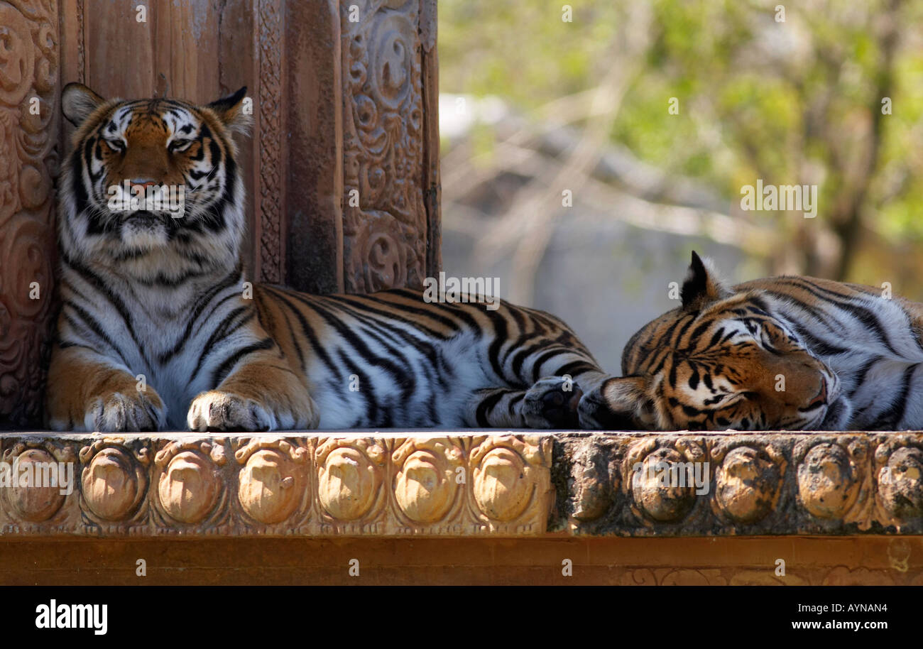 tiger tigers cats big cat resting observing stripes predators big ...