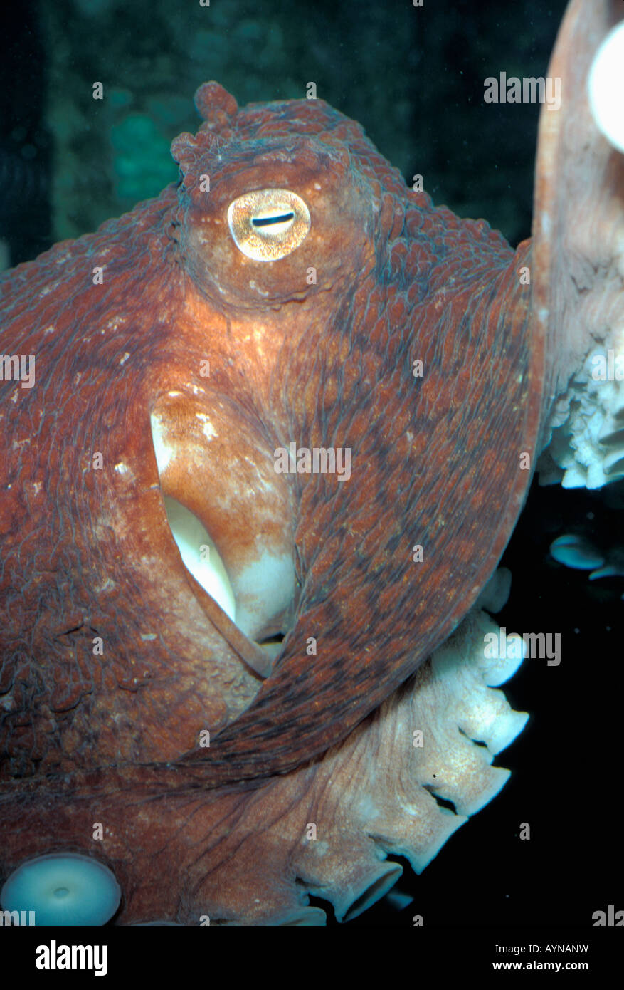 Giant pacific octopus eye hi-res stock photography and images - Alamy