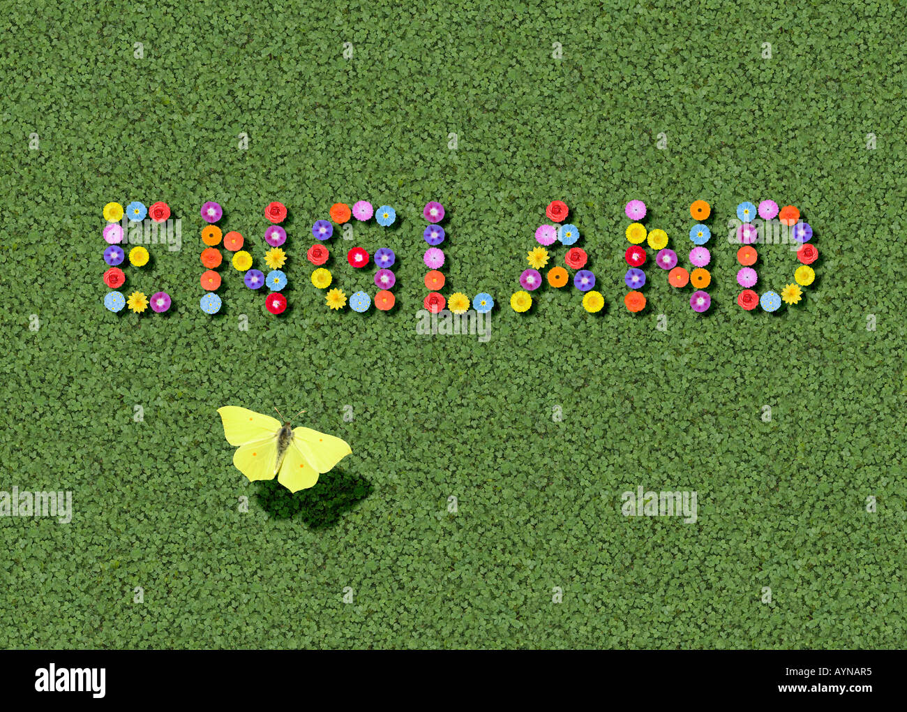 word England written with flowers plus flying brimstone spelled out ...