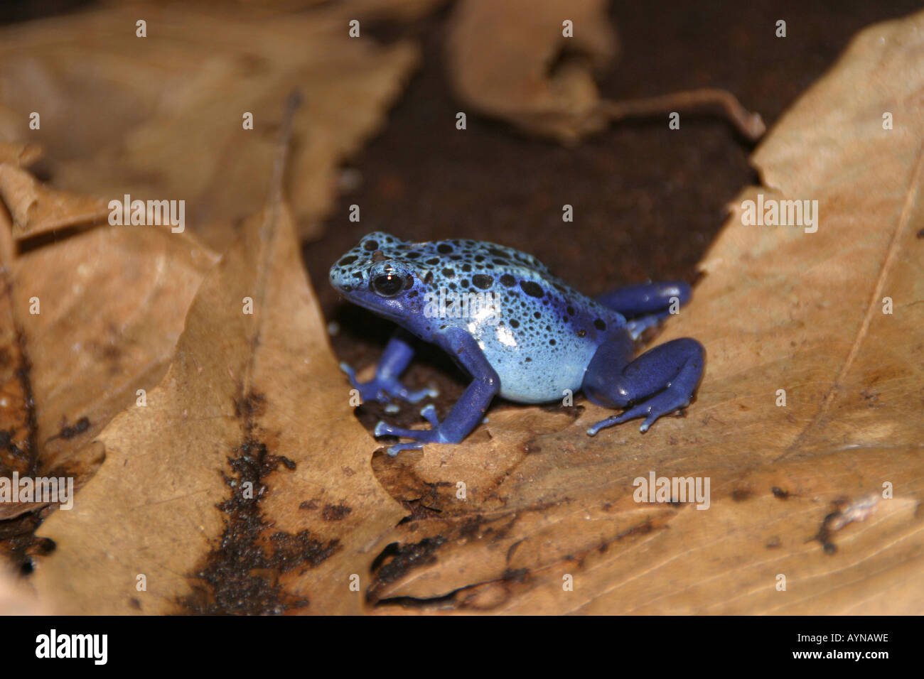 Poisonous Blue Arrow Frog Stock Photo - Alamy