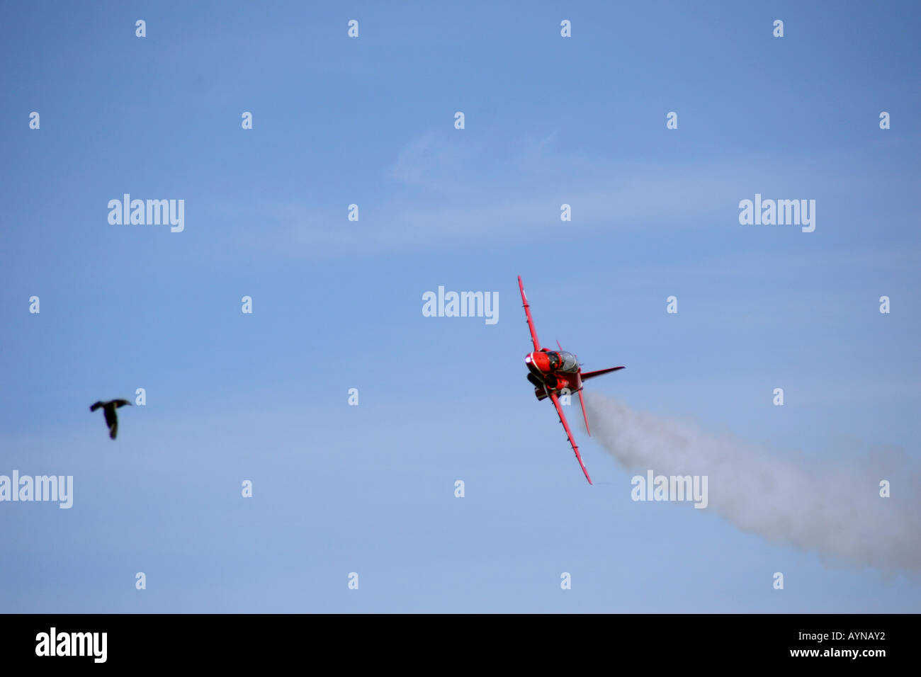A Bird flies across the path of a Red Arrow Stock Photo - Alamy