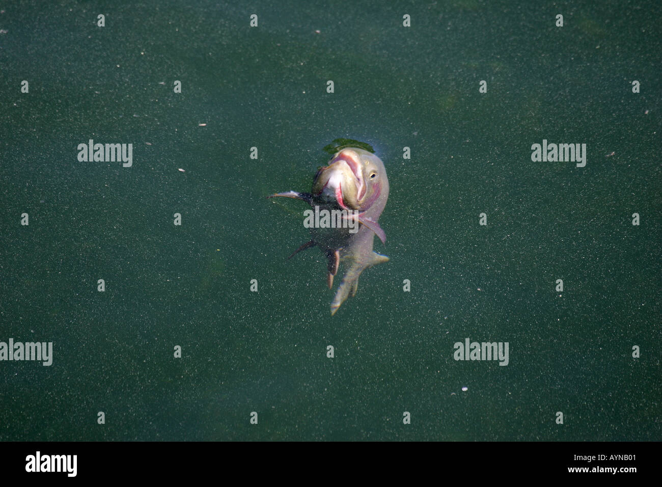 Cutthroat trout rising in the Yellowstone River of Wyoming Stock Photo ...