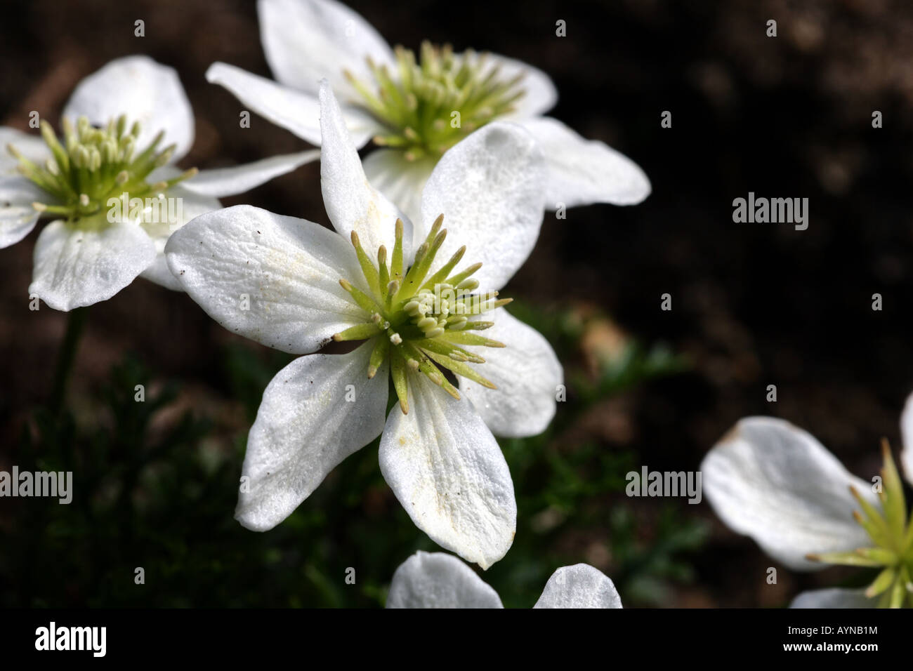 NEW ZEALAND DWARF CLEMATIS (Clematis marmoraria Stock Photo - Alamy