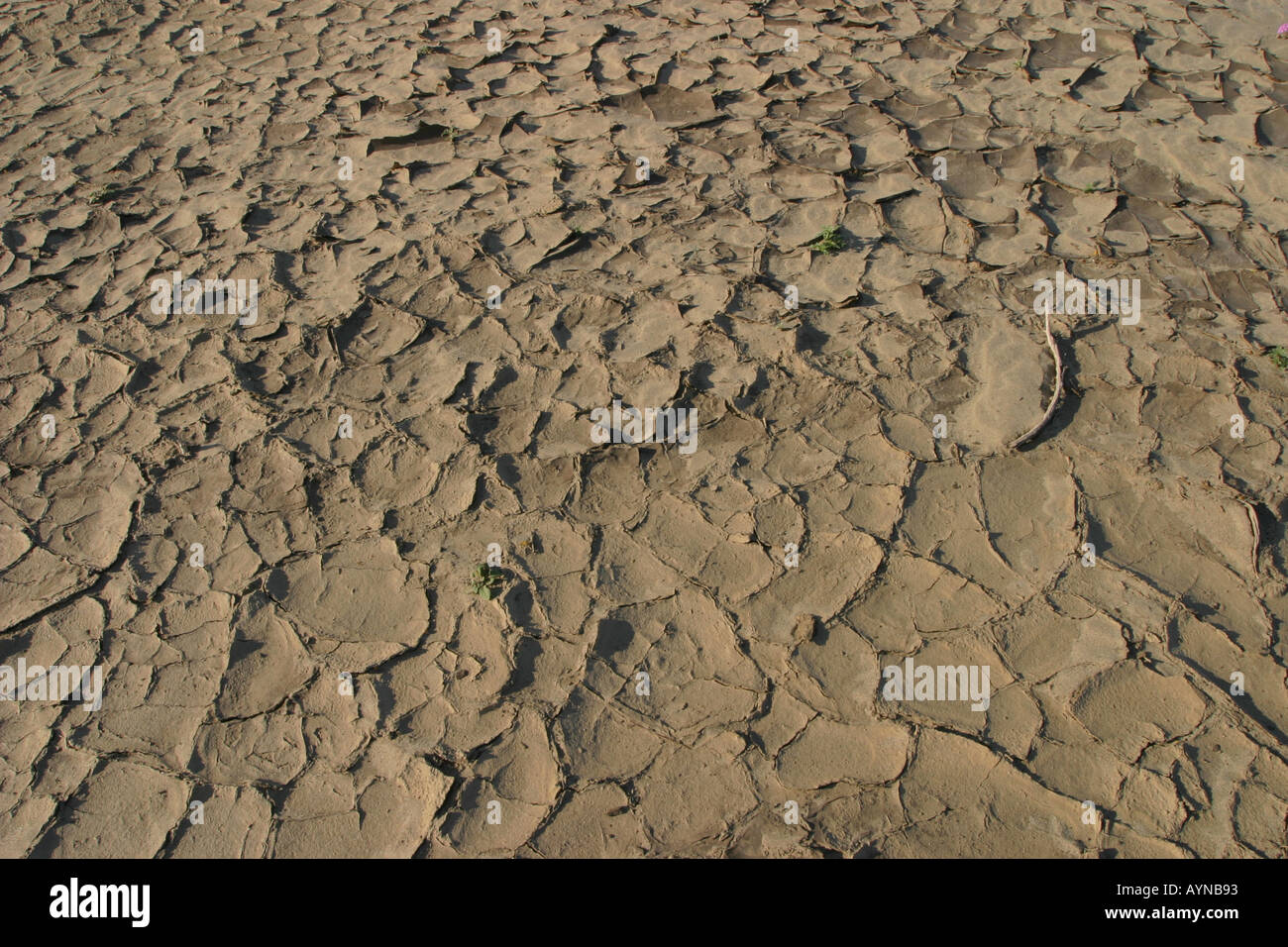 Mud cracks in desert Stock Photo - Alamy