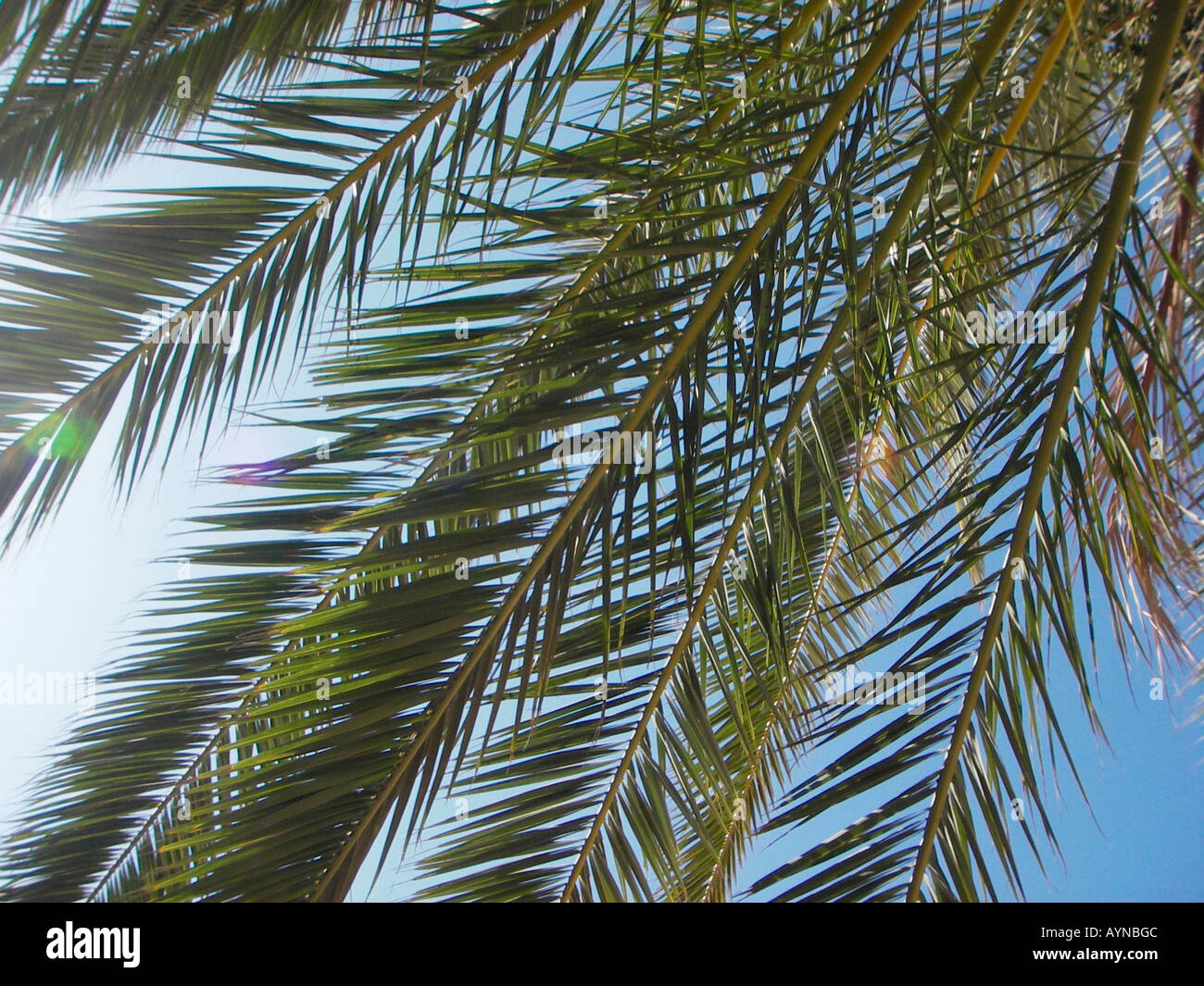 Underneath the palm tree hi-res stock photography and images - Alamy