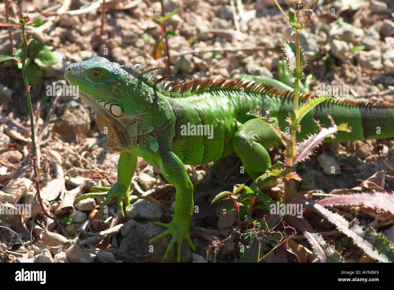 iguana iguanas lizard big lizards green vivid color rocks stones paws ...