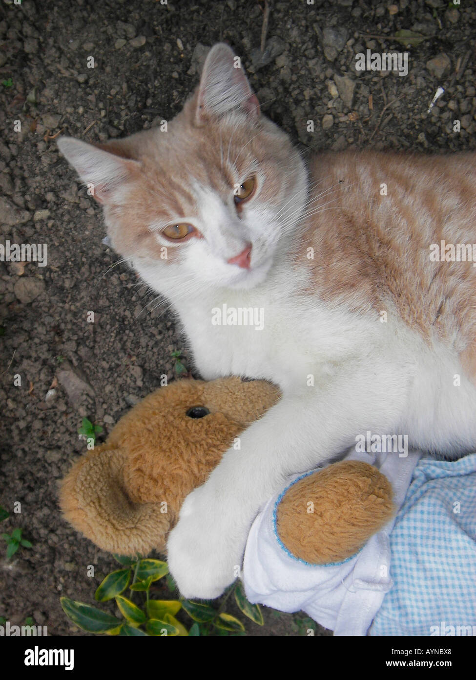 Cat and teddy bear Stock Photo - Alamy