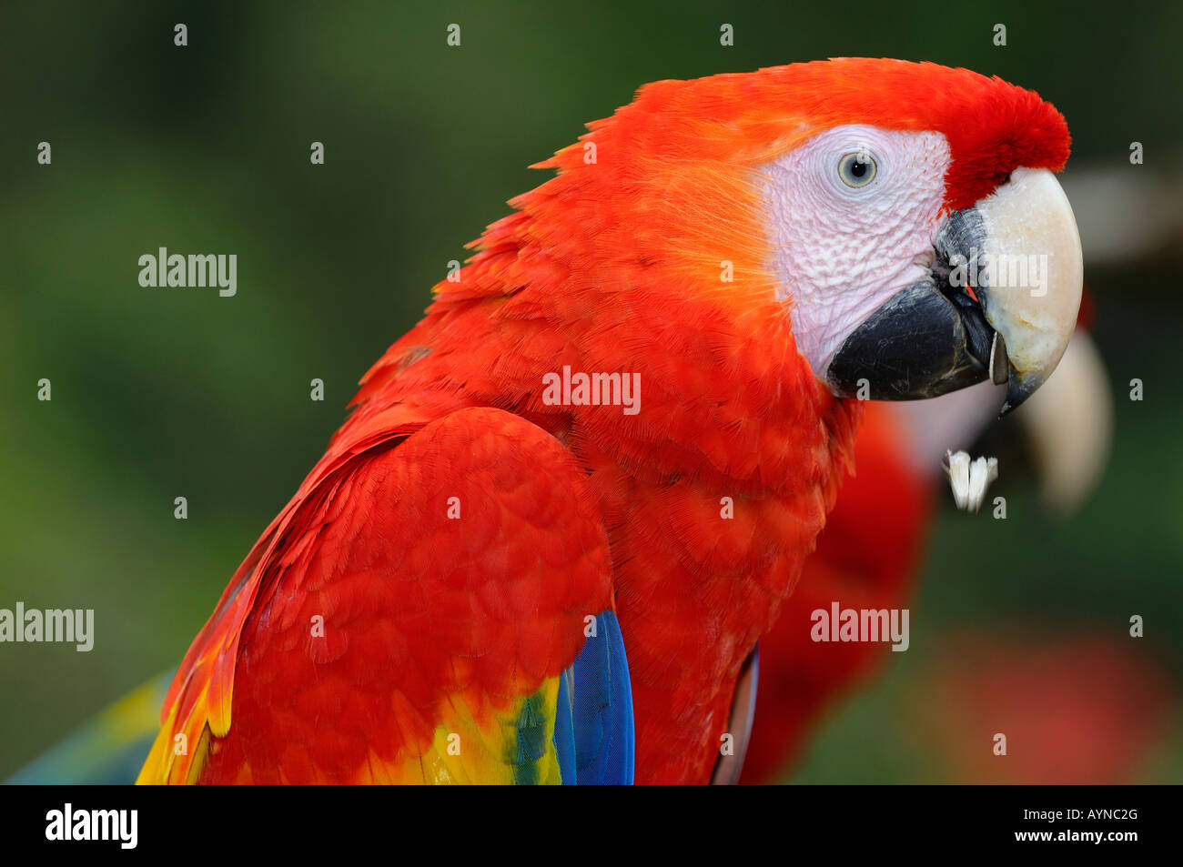 Close up of Scarlet Macaw eating sunflower seeds in Costa Rica Stock ...