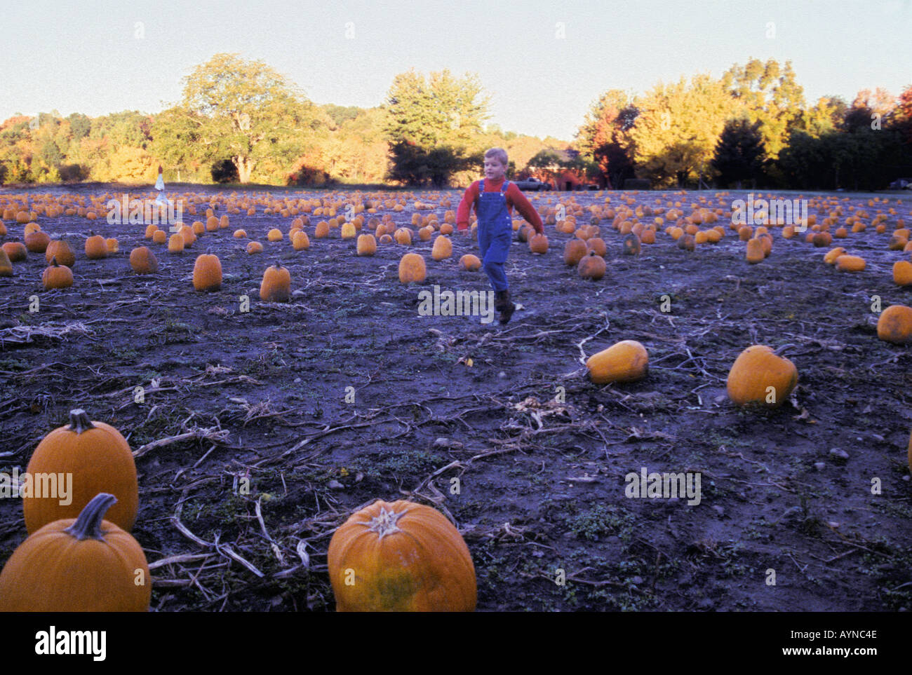 Caucasian boy running through pumpkin patch on farm Easton CT USA Stock ...