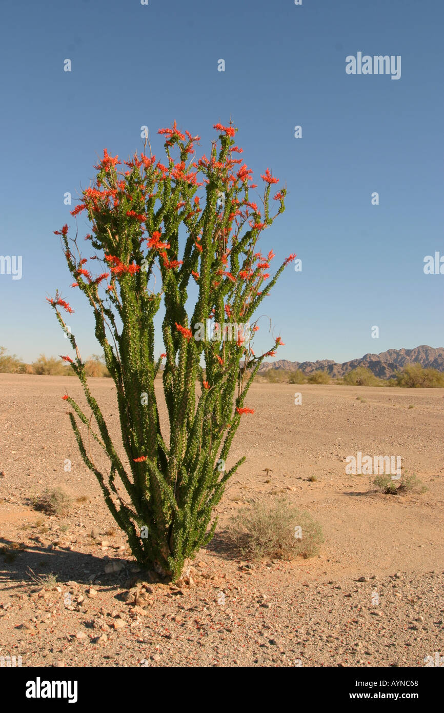 Ocotillo spines hi-res stock photography and images - Alamy