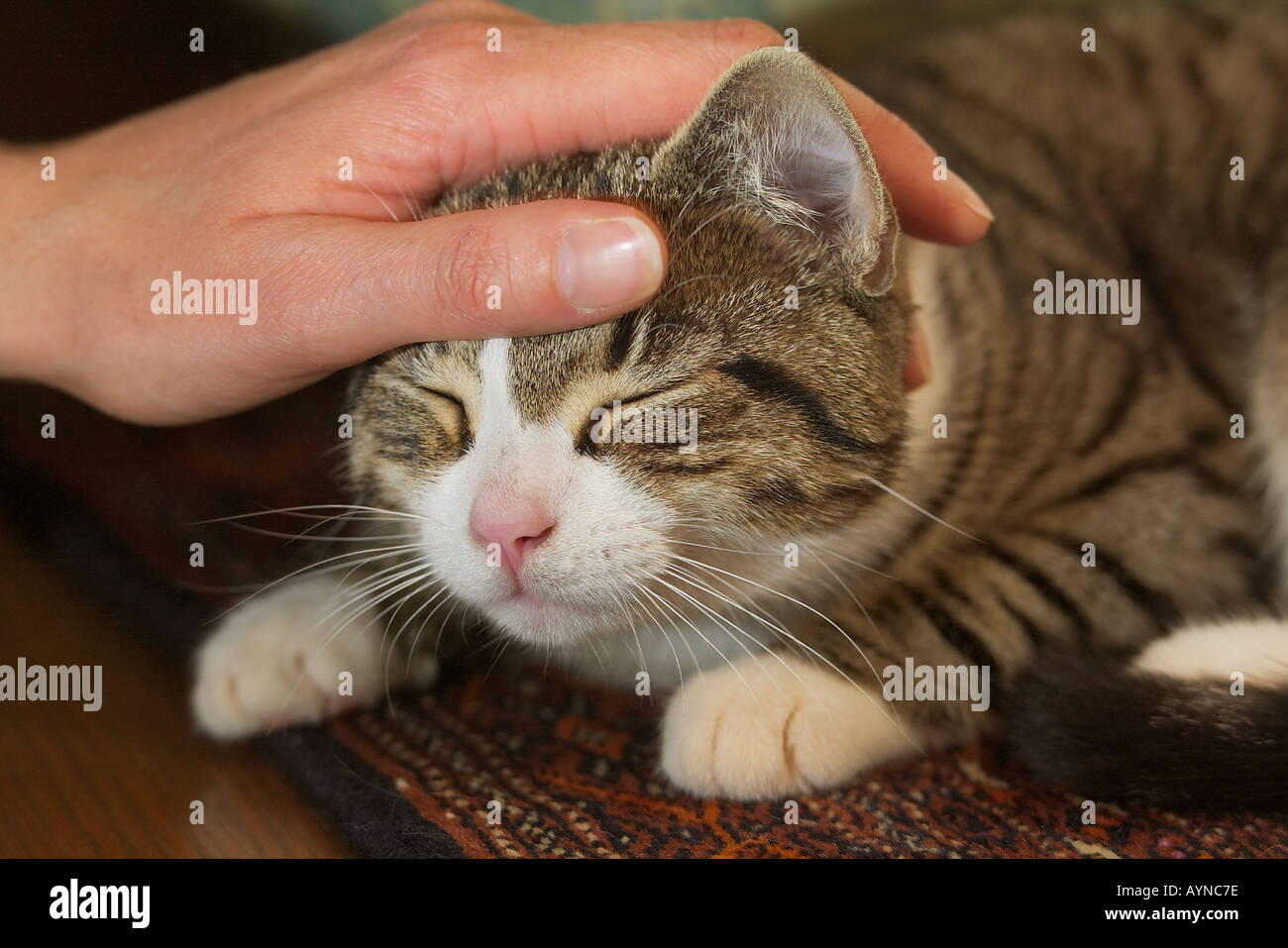 Pat head hi-res stock photography and images - Alamy