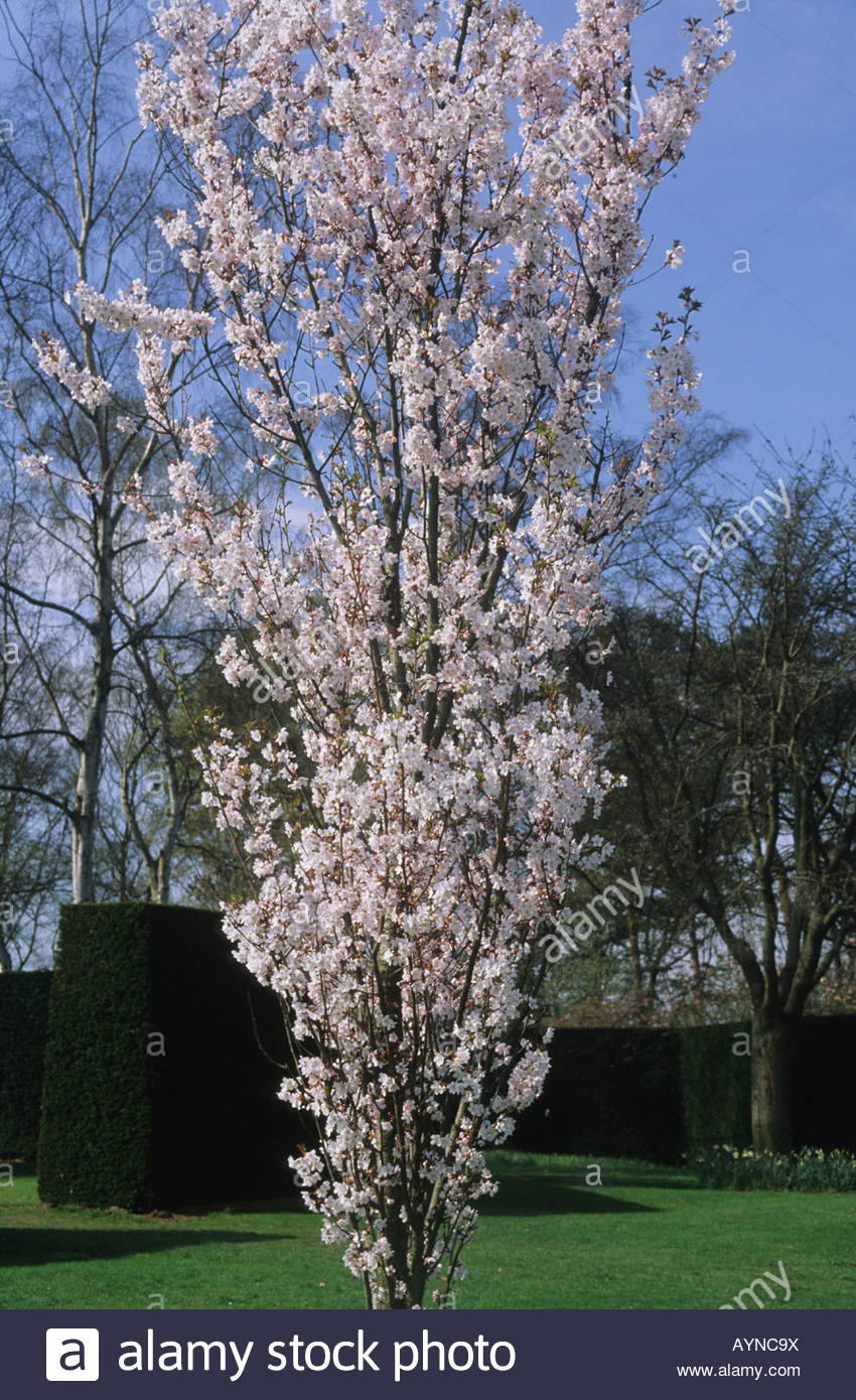 Prunus Spire Stock Photos & Prunus Spire Stock Images - Alamy