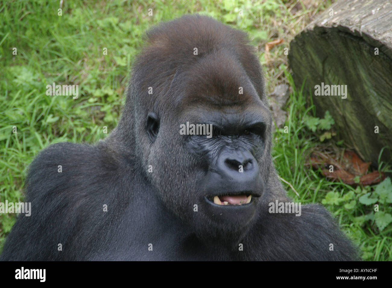 Silverback gorilla teeth hi-res stock photography and images - Alamy