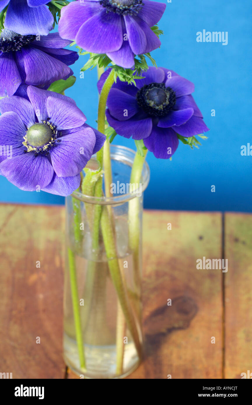 Anemones hi-res stock photography and images - Alamy