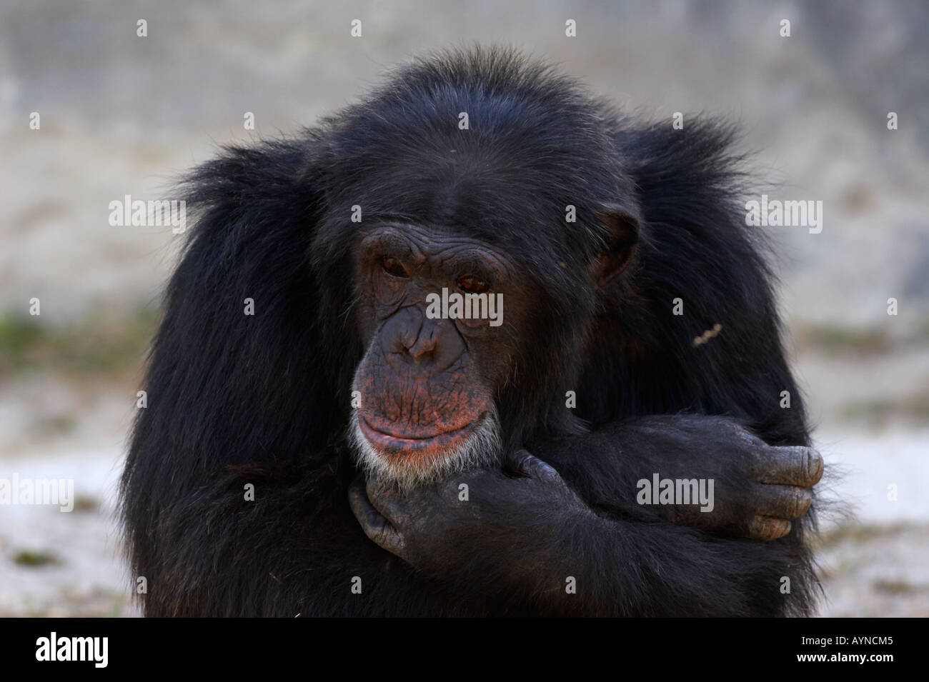 gorilla monkey apes ape thinking gorillas monkeys mammals fur black ...