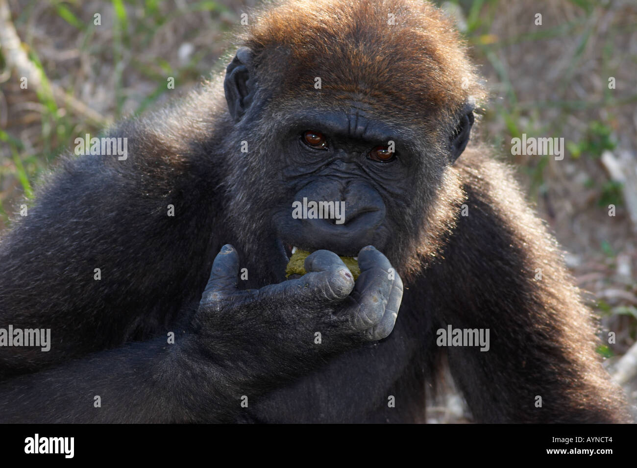 gorilla monkey ape gorrilas apes monkeys eating droppings fur animal ...