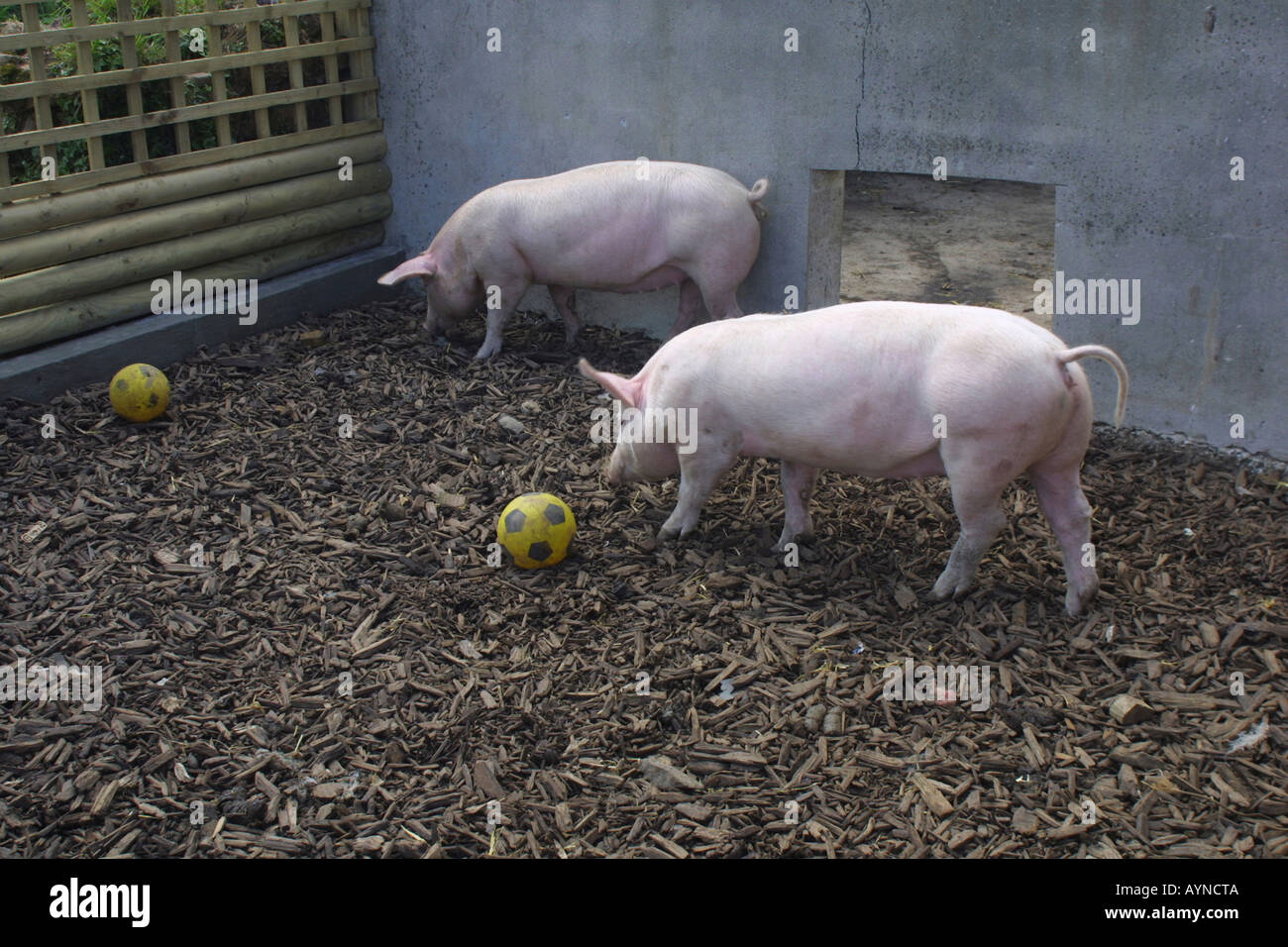 Soccer piggy back hi-res stock photography and images - Alamy