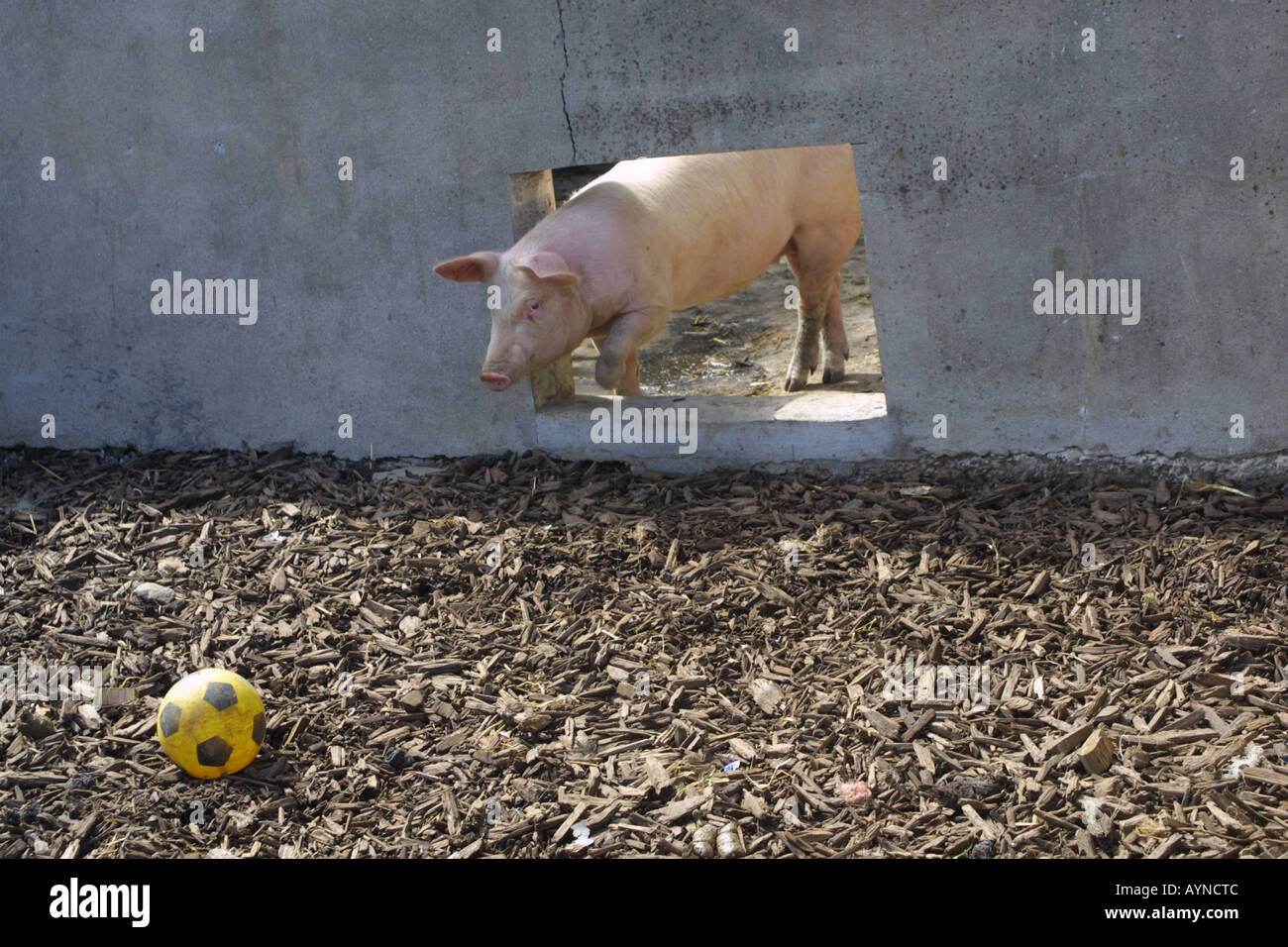 Pig With Molten Volleyball