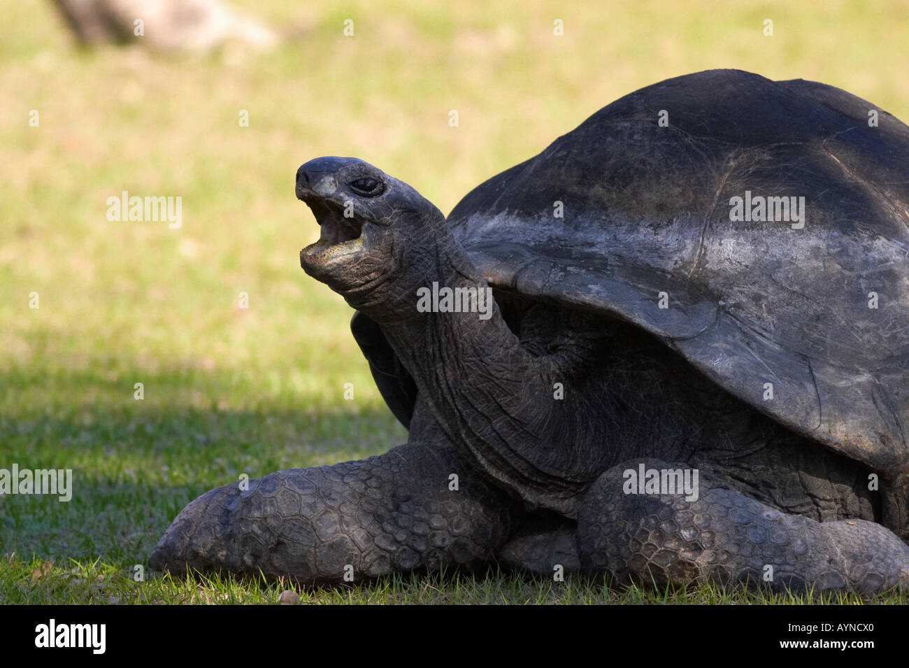 turtle giant turtles slow hard heavy grass Stock Photo - Alamy