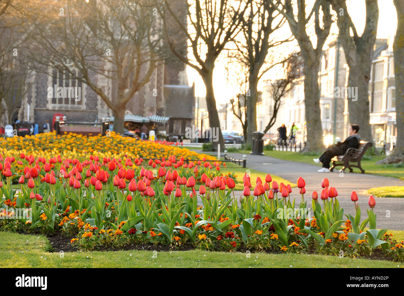 Palmeria Square, Hove, East Sussex - Spring Tulips Stock Photo - Alamy