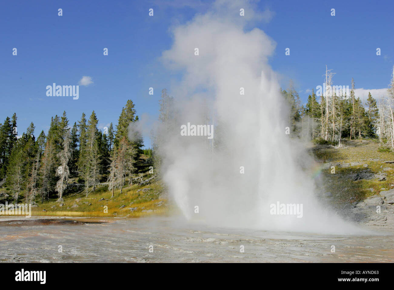 Grand geyser erupting in Yellowstone Stock Photo - Alamy