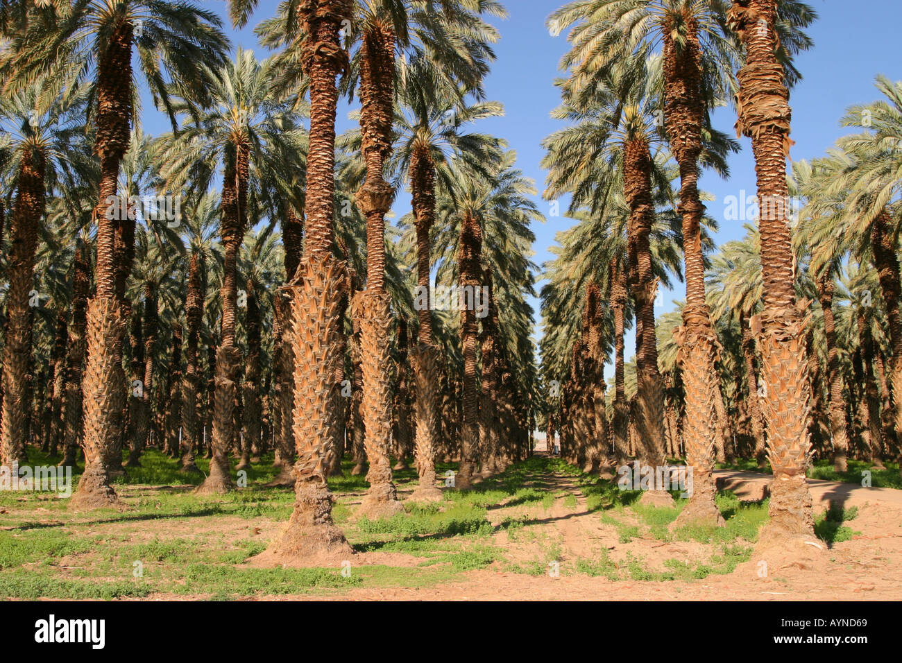 Grove of date palms in Arizona Stock Photo - Alamy
